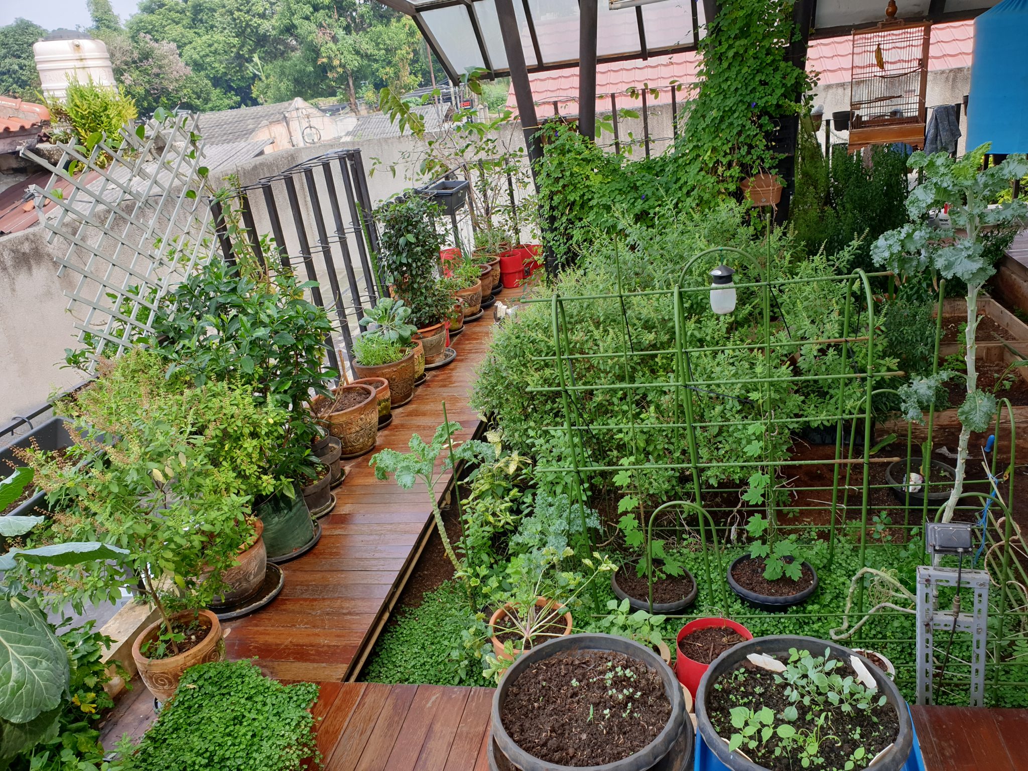 Tips Menanam Sayuran di Rooftop – Ida Amal Thought